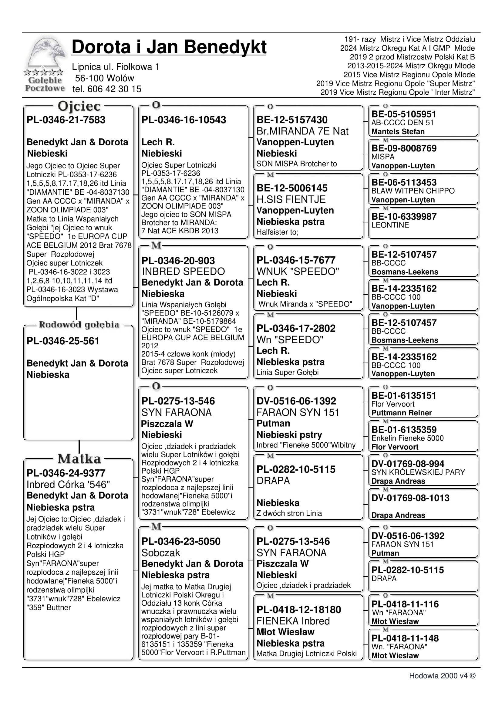 Gołąb w sieci - FARAON X SPEEDO