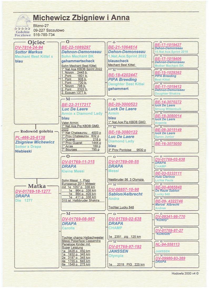 Gołąb w sieci - DRAPKA 1277 X SOTTOR