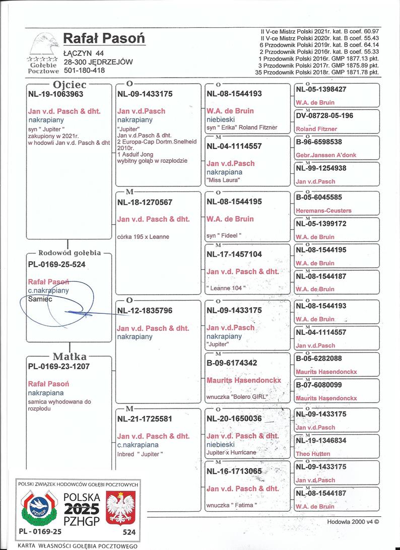 Gołąb w sieci - INBRED JUPITERA 963