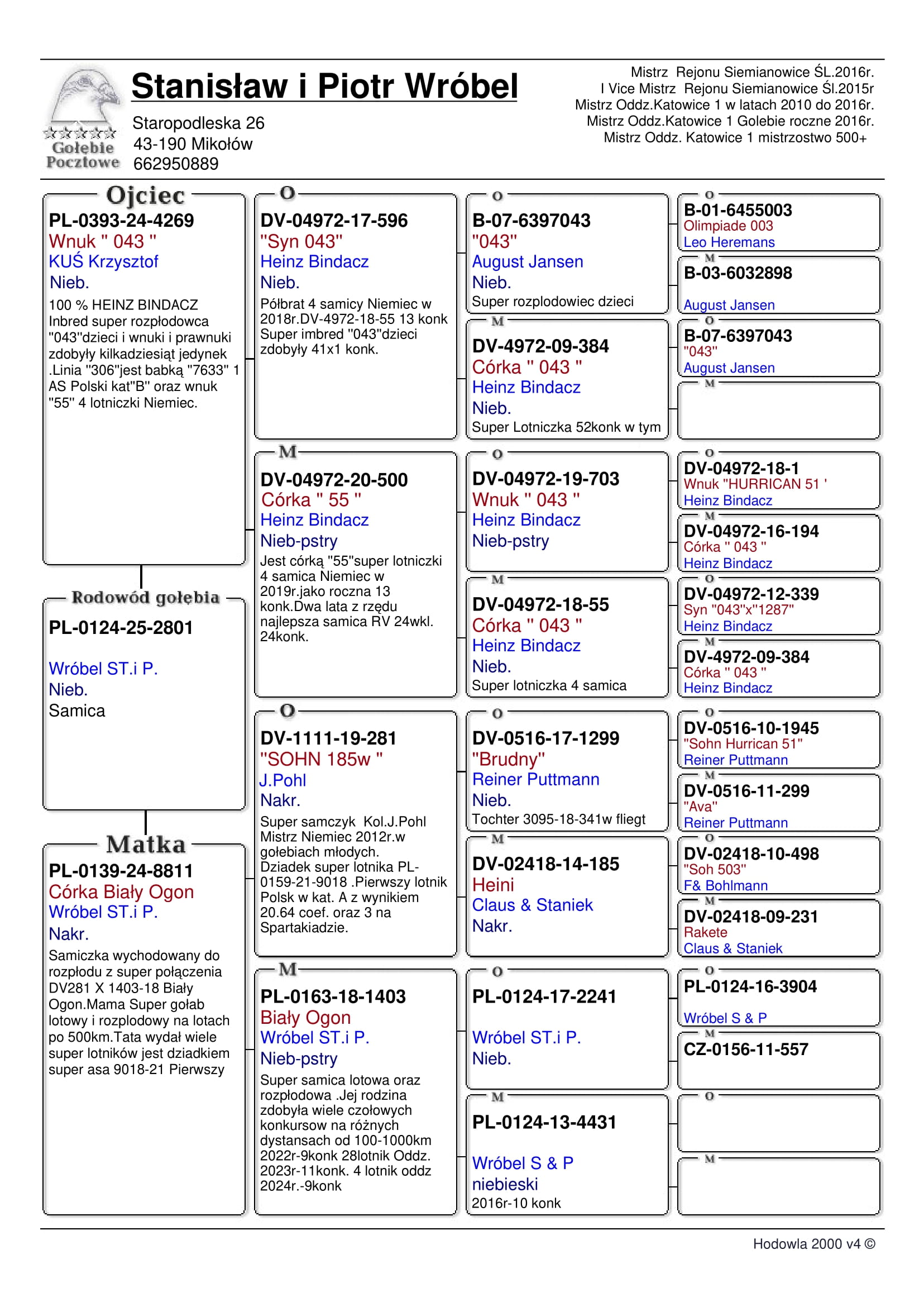 Gołąb w sieci - CÓRKA 281 X INBRED 043
