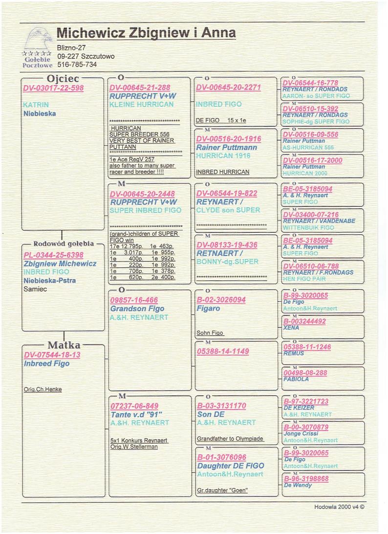 Gołąb w sieci - INBRED FIGO