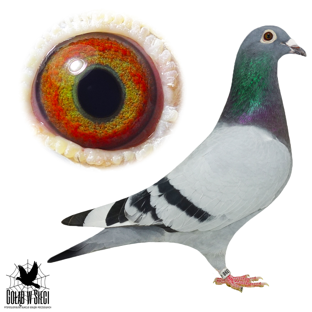 Gołąb w sieci - INBRED FIGO