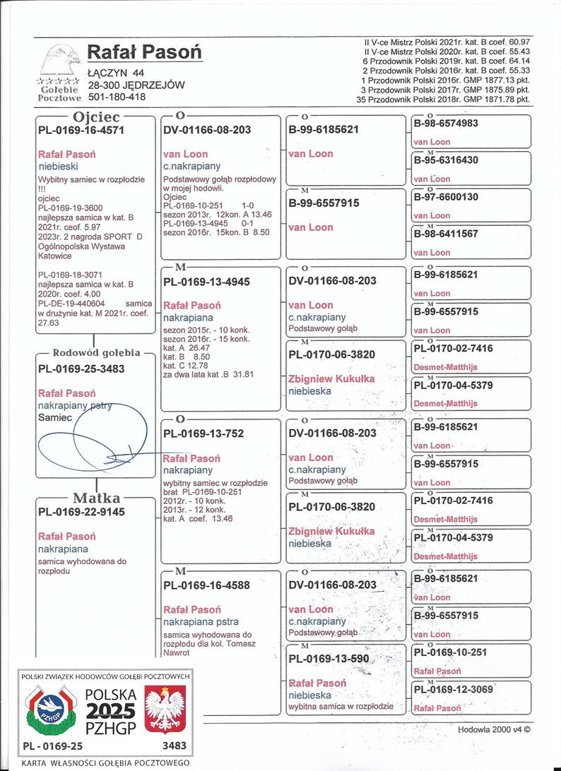 Gołąb w sieci - INBRED BAZOWEGO VAN LOON 203