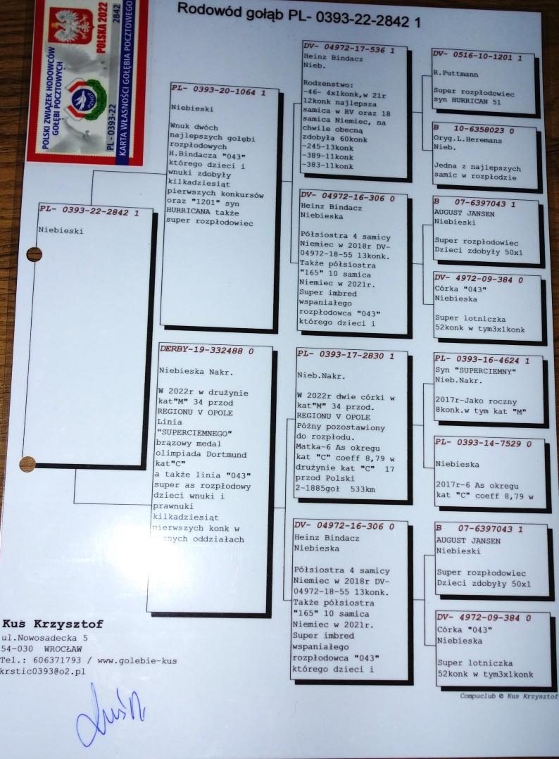 Gołąb w sieci - INBRED 043