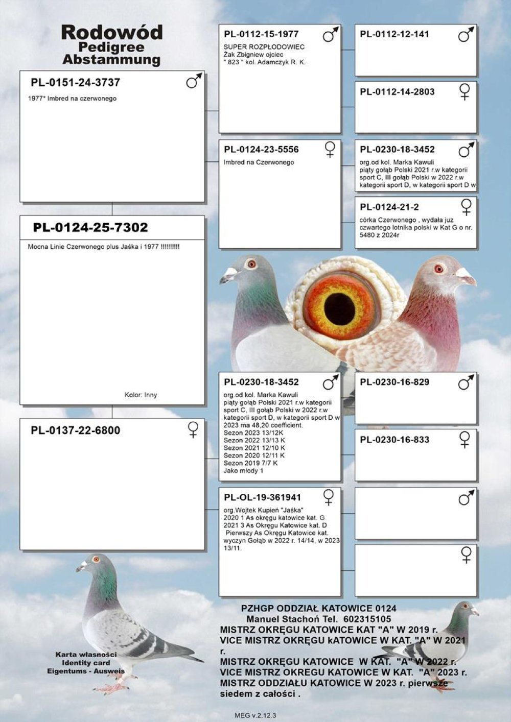 Gołąb w sieci - INBRED CZERWONEGO 3452