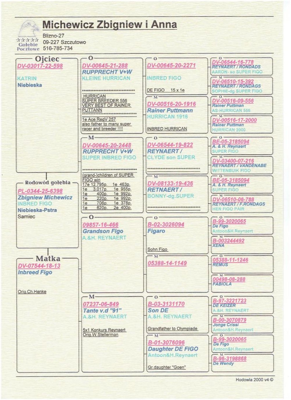 Gołąb w sieci - INBRED FIGO