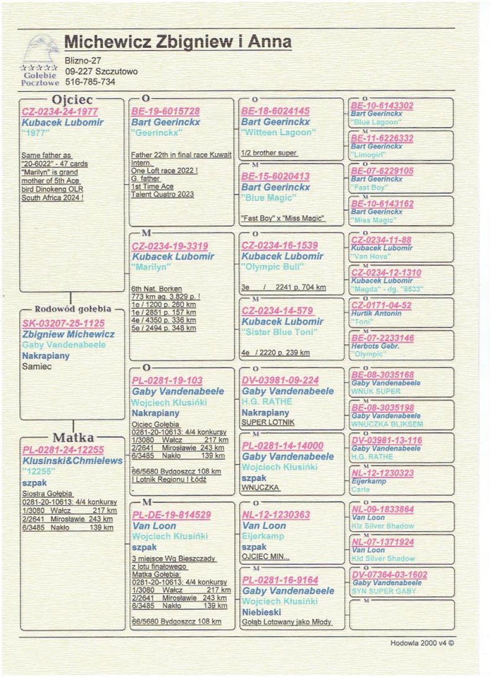 Gołąb w sieci - 12255 X KUBACEK