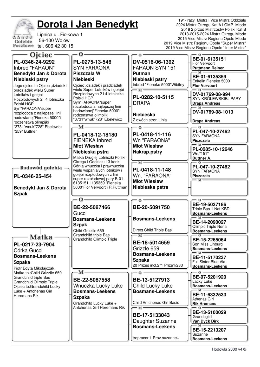 Gołąb w sieci - FARAON X GRIZZLE 659