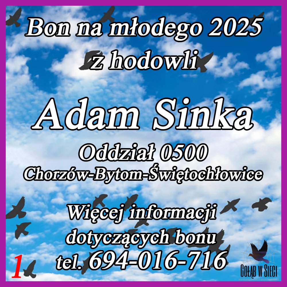 Gołąb w sieci - DARCZYŃCA BONU: ADAM SINKA