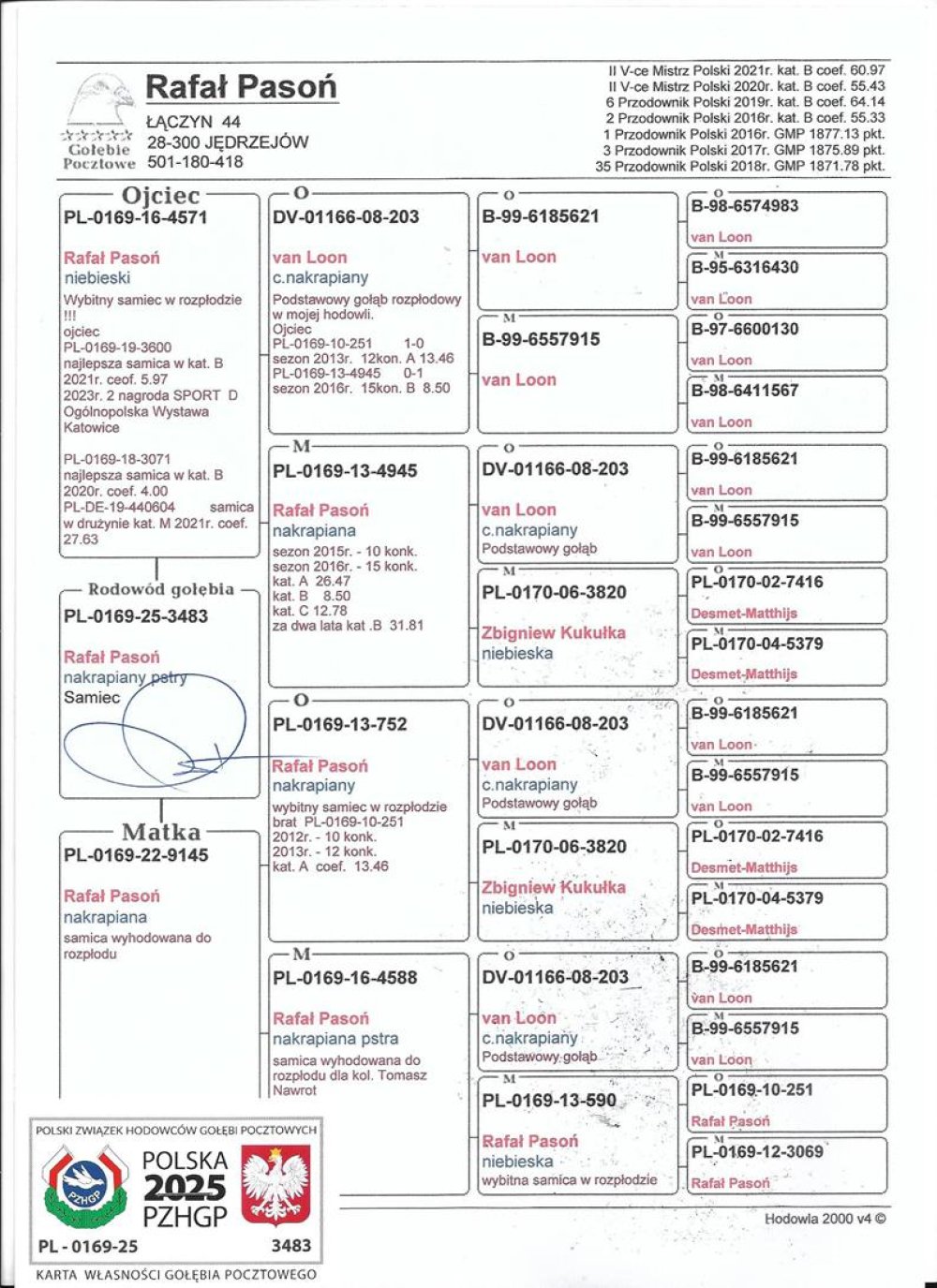 Gołąb w sieci - INBRED BAZOWEGO VAN LOON 203