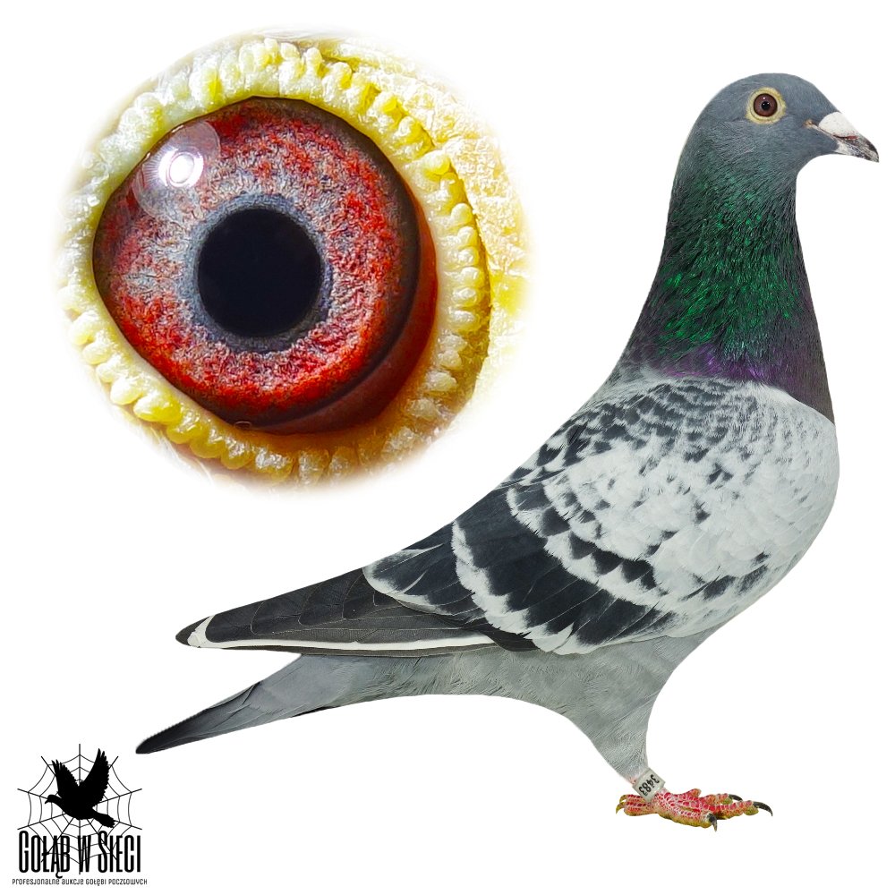 Gołąb w sieci - INBRED BAZOWEGO VAN LOON 203