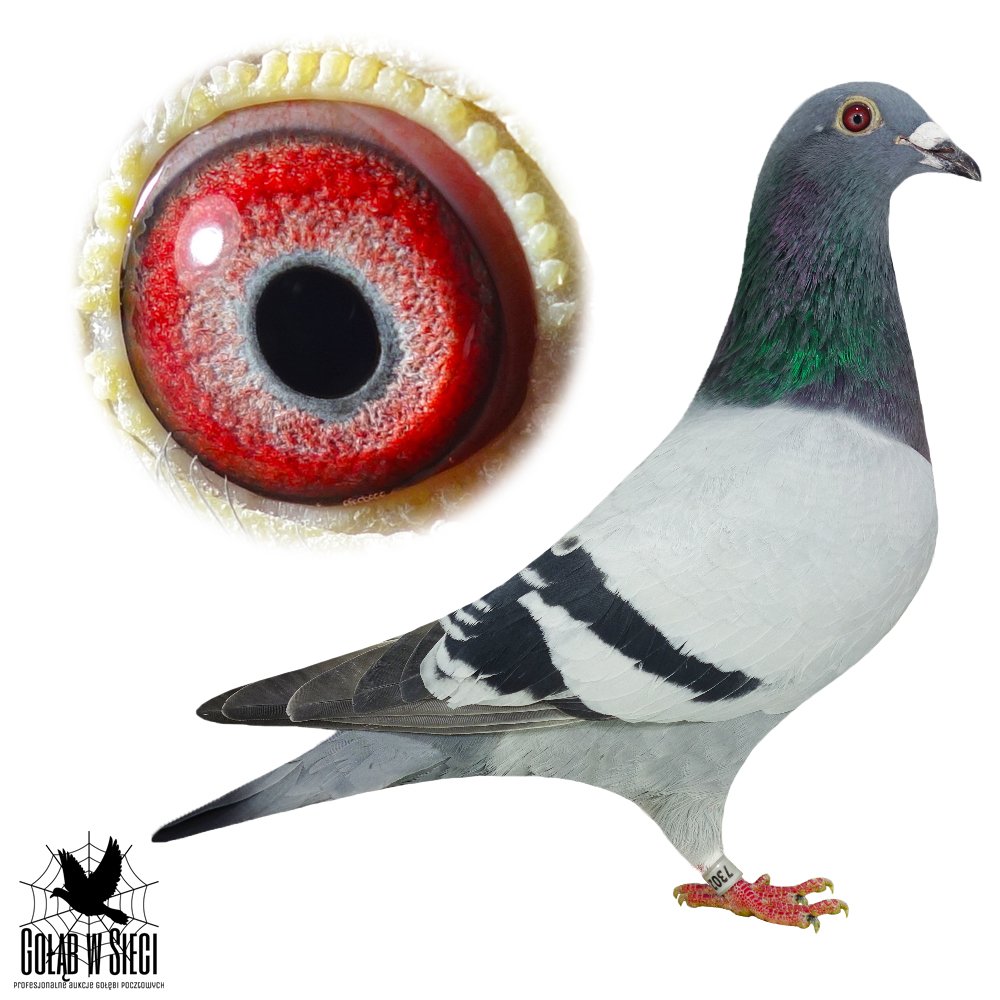 Gołąb w sieci - INBRED CZERWONEGO 3452